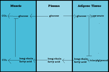 兰德尔循环(Randle Cycle) - 知乎