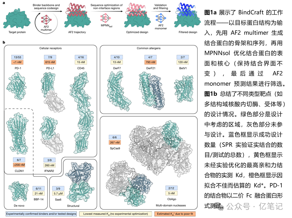 蛋白设计工具BindCraft用于蛋白binder从头生成 - 知乎
