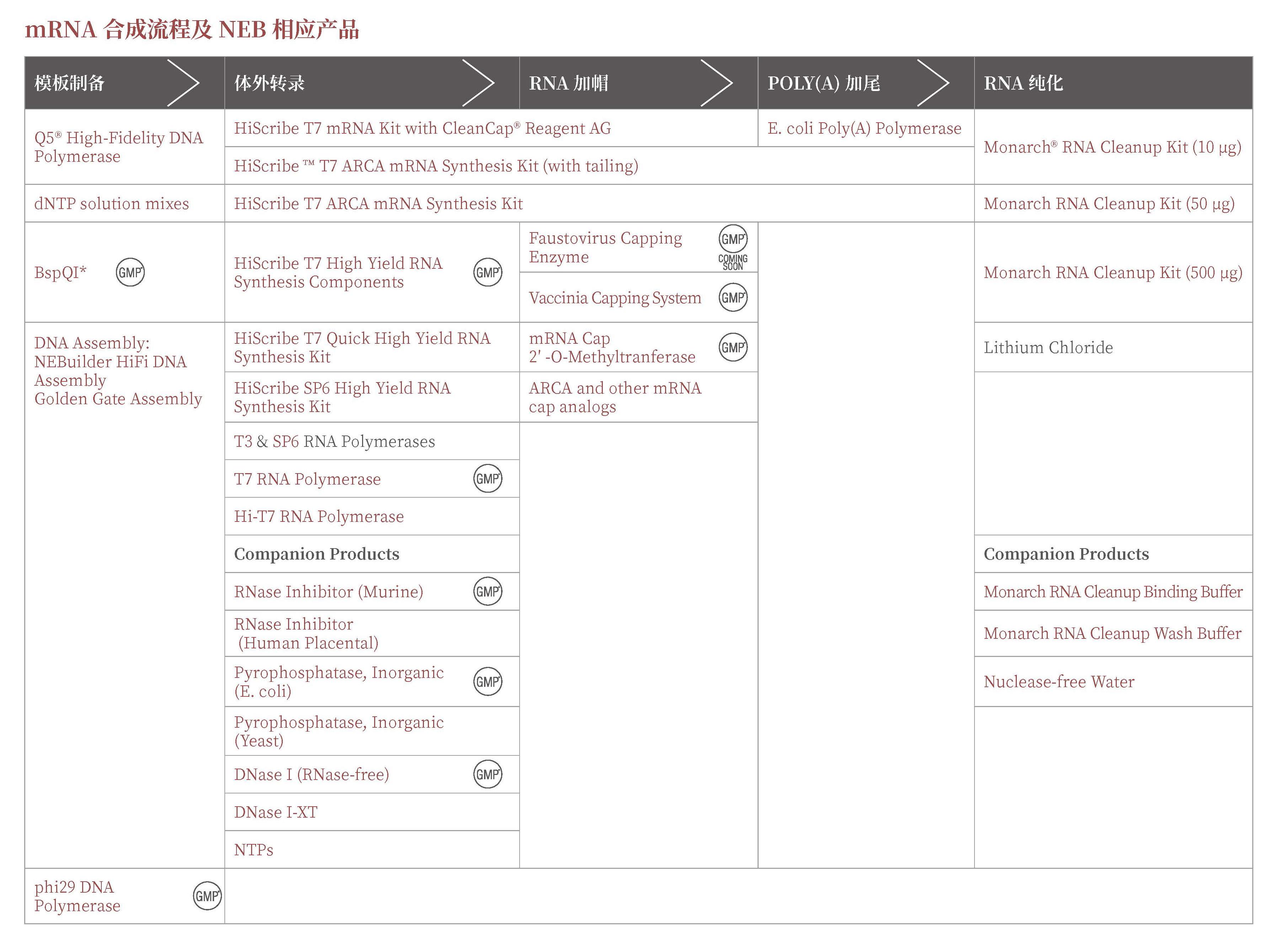 从模板到转录，NEB 助您克服 mRNA 规模化生产中的挑战 —— 免费 mRNA 电子书限时下载 - 知乎