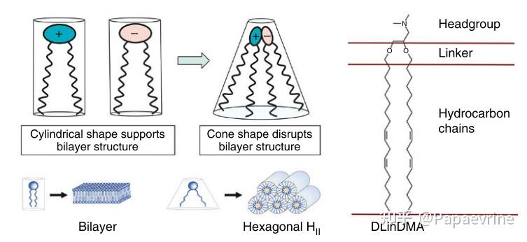 用于递送siRNA的阳离子脂质的合理设计（2021.09.02） - 知乎