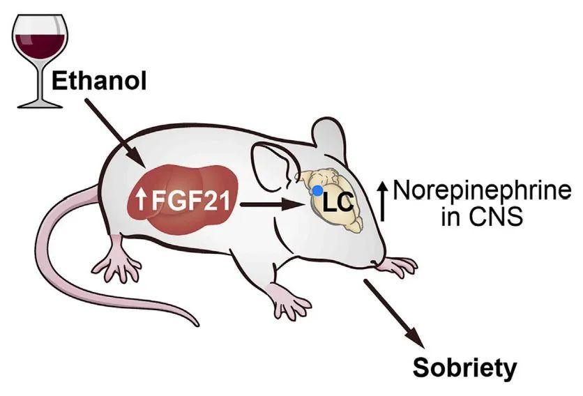 什么是成纤维细胞生长因子21(FGF-21)？ - 知乎