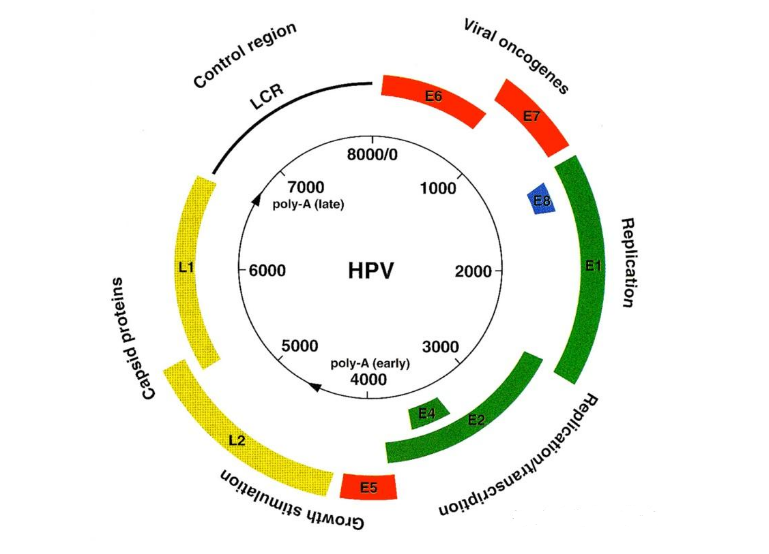 你知道HPV的结构与特性吗？ - 知乎