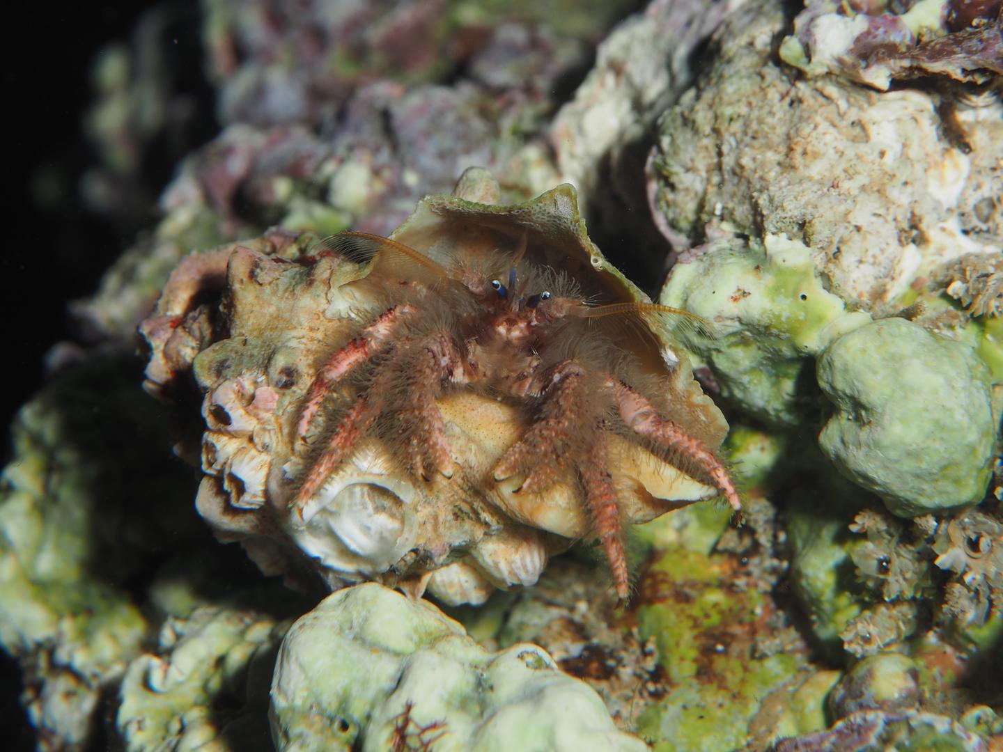 中国海寄居蟹总科图鉴 - 知乎
