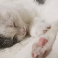 OpenGL（二十六）：Instancing - 知乎