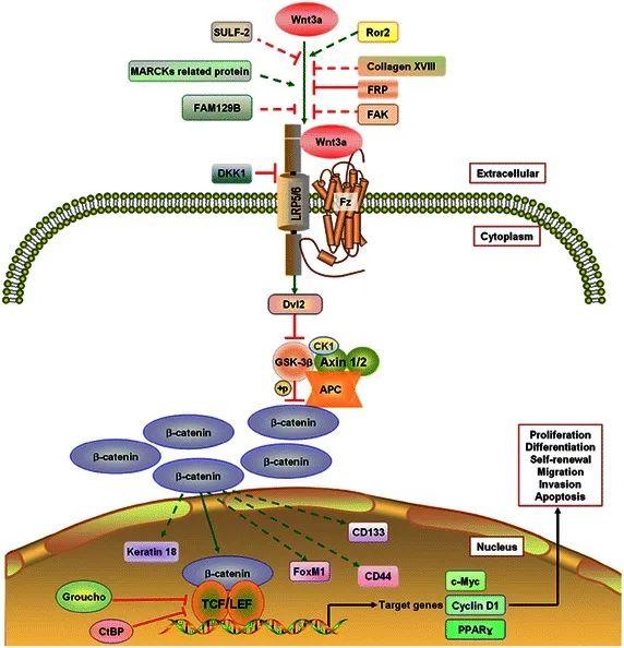 Wnt-3a ：类器官构建最常用的细胞因子之一 - 知乎