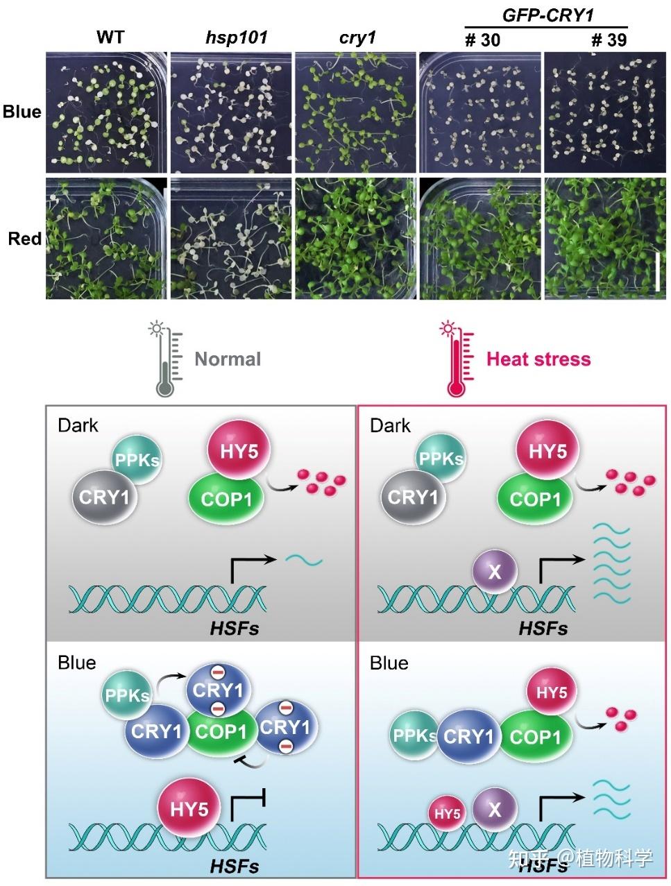 福建农林大学王琴团队发现蓝光受体隐花色素调控植物耐热性 - 知乎
