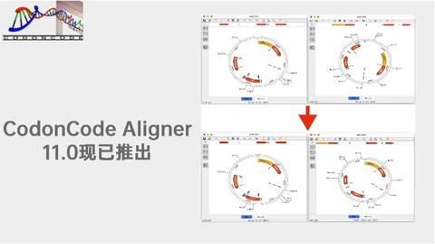CodonCode Aligner 11.0现已推出 - 知乎
