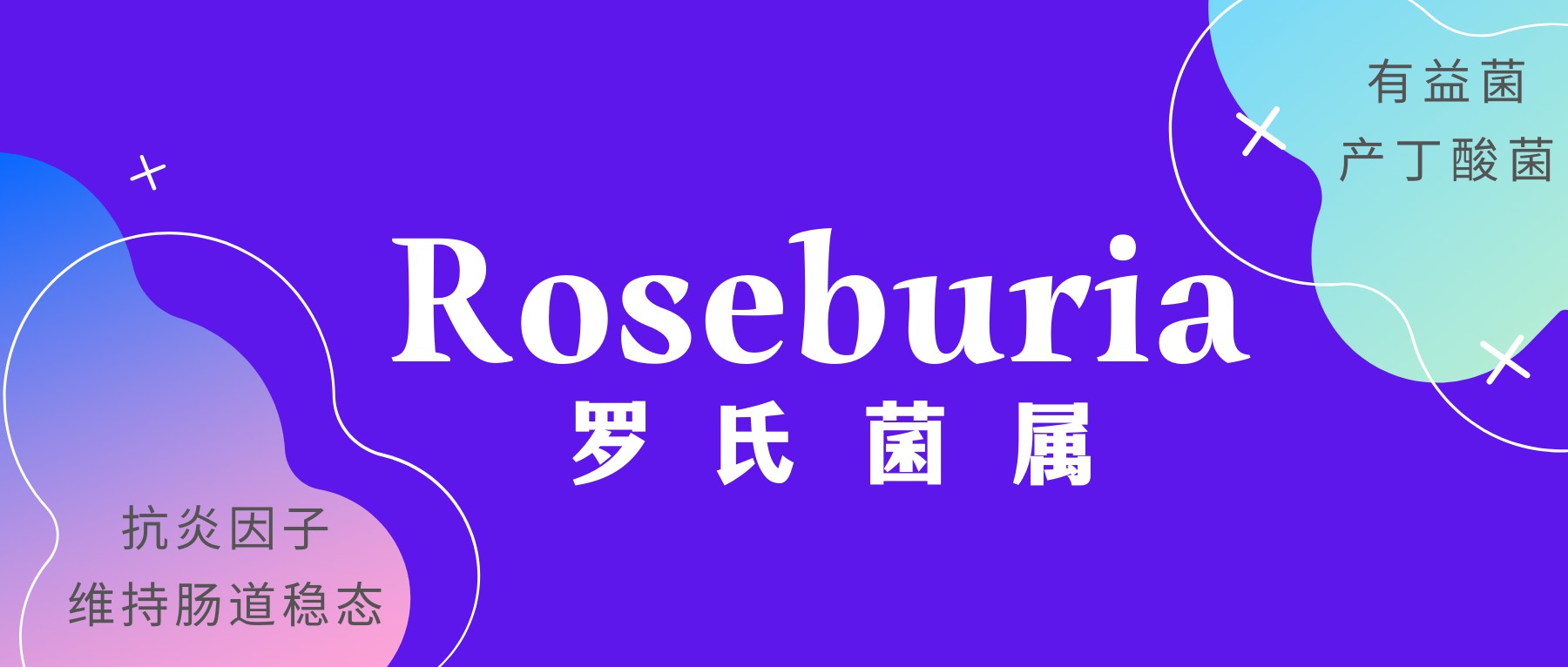 肠道重要基石菌属——罗氏菌属(Roseburia) - 知乎