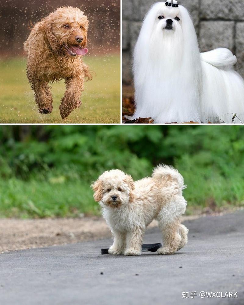 养串串狗杂交狗是什么感觉？ - 知乎