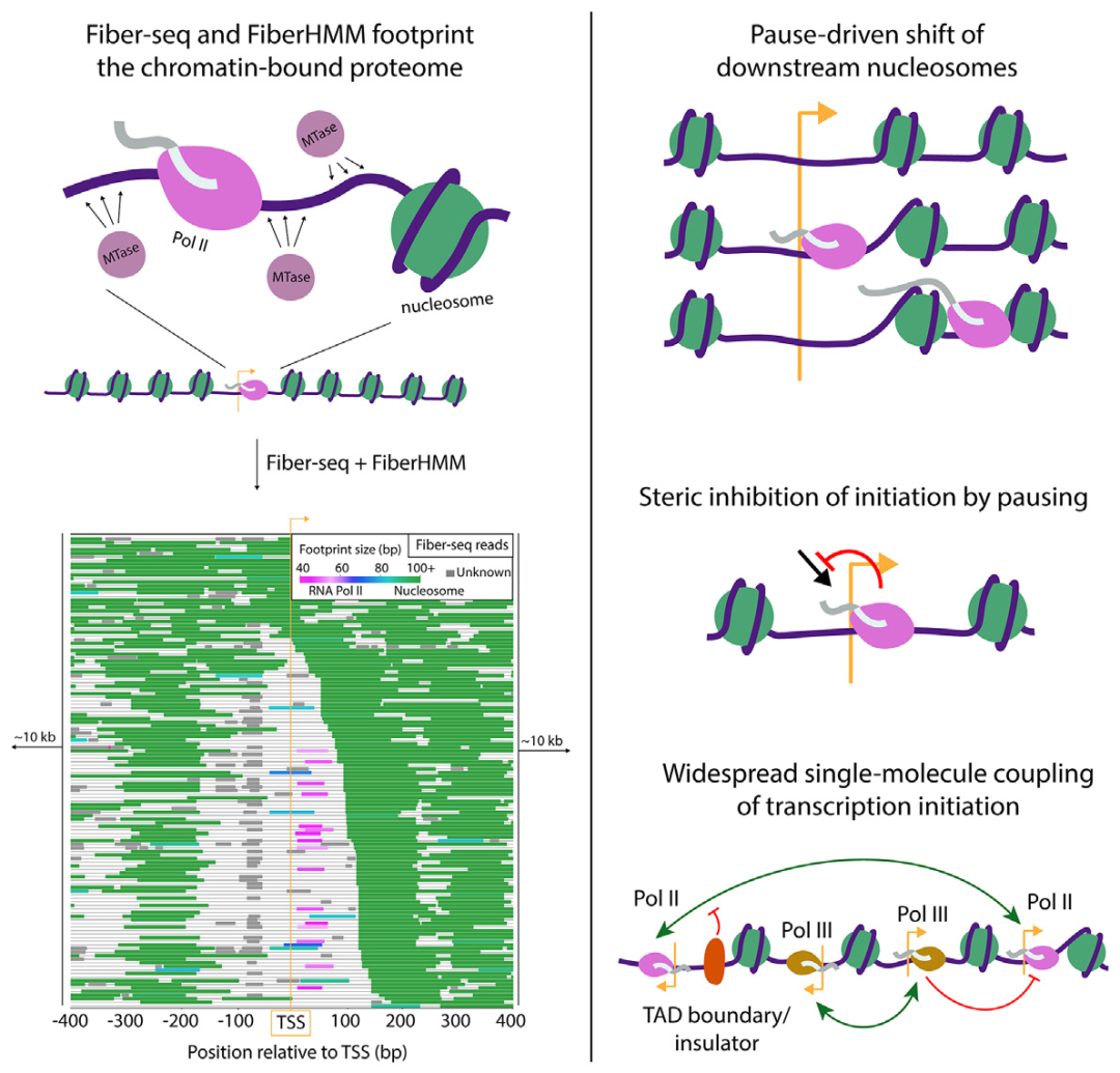 贝瑞基因全面解析丨Fiber-seq引领多组学研究新浪潮 - 知乎