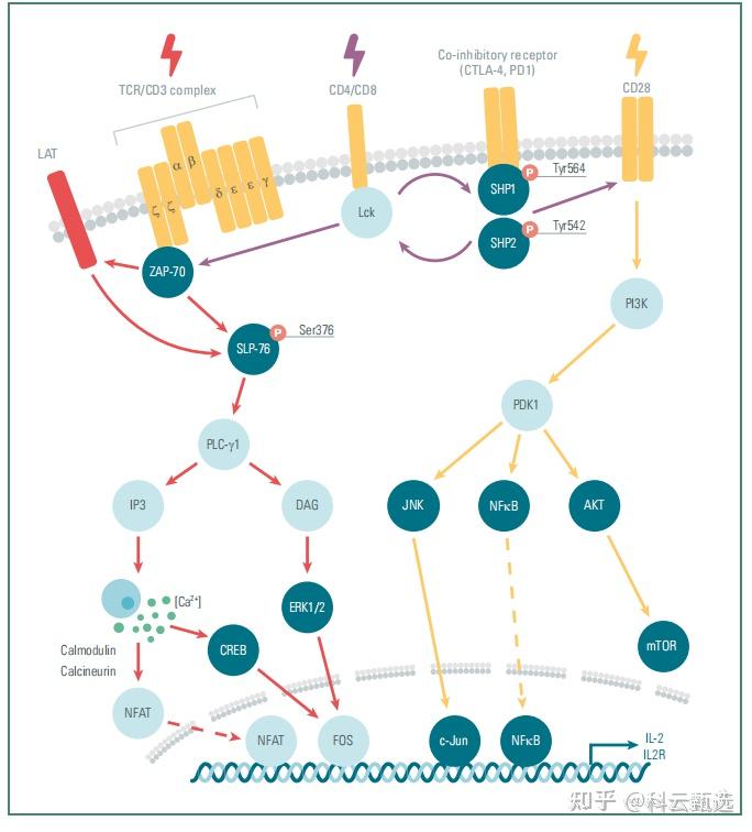 肿瘤免疫系列（一）---TCR通路解决方案 - 知乎
