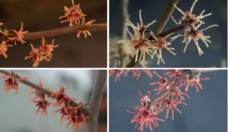 冬季女王——金缕梅丨芳草萋萋 - 知乎