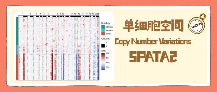 SCS 56.单细胞空间转录组CNV分析(SPATA2) - 知乎