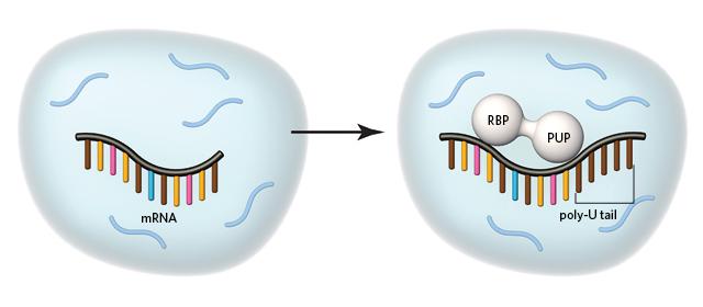 R下载合并ENCORI RBP（RNA binding protein）靶基因数据 - 知乎