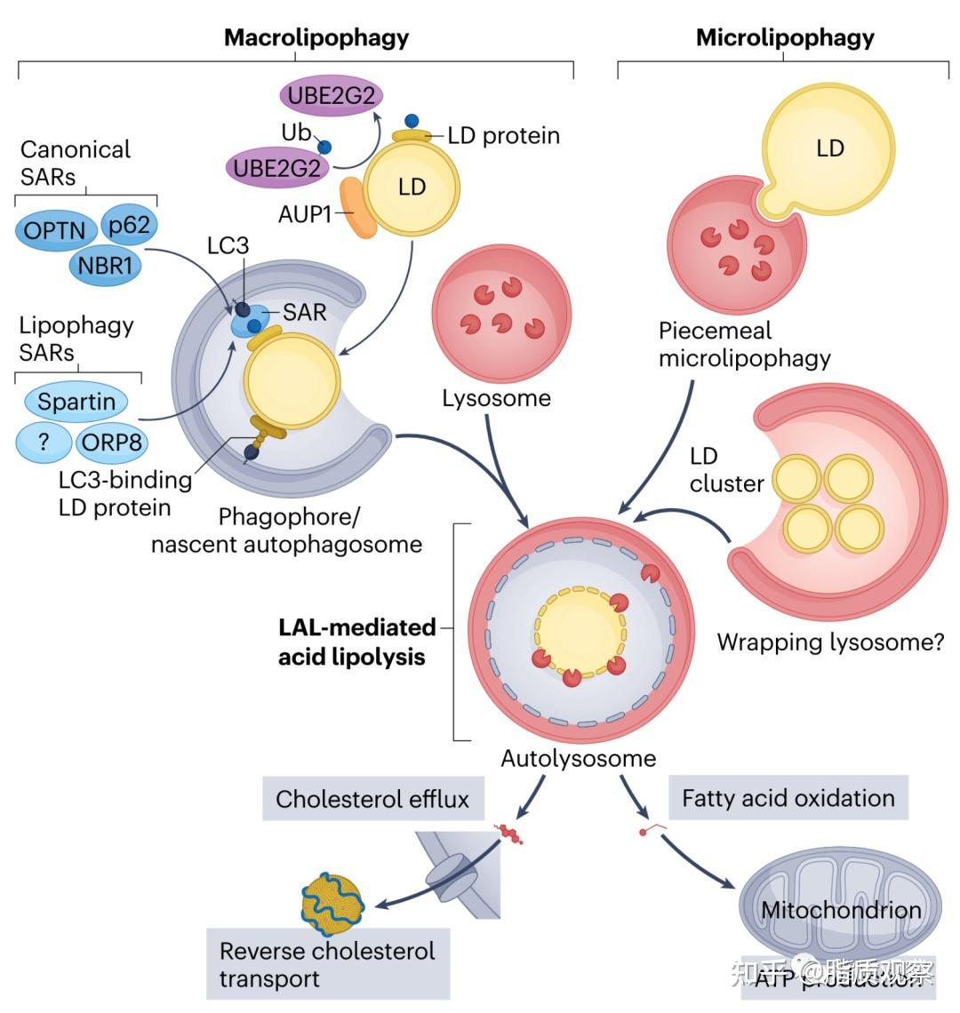 Nature Reviews Cardiology｜脂滴自噬在动脉粥样硬化中的作用 - 知乎