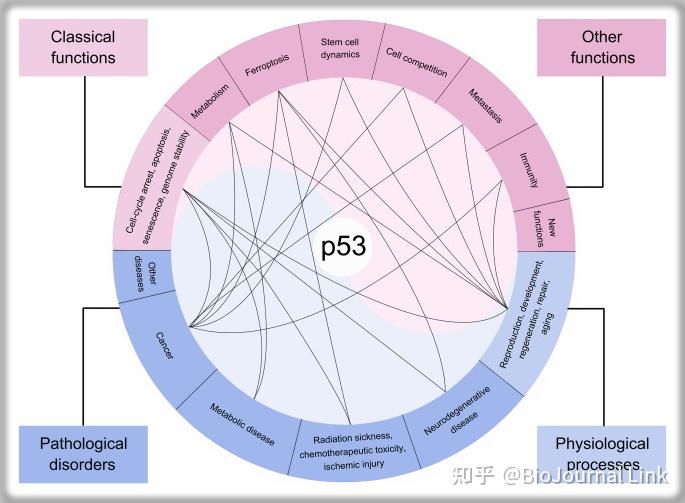 综述精读 | 理解新纪元下p53在肿瘤抑制中的复杂性 - 知乎