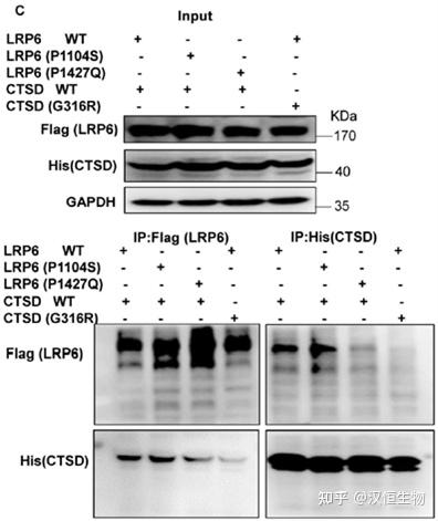 免疫沉淀技术之Co-IP结果解读与分析 - 知乎