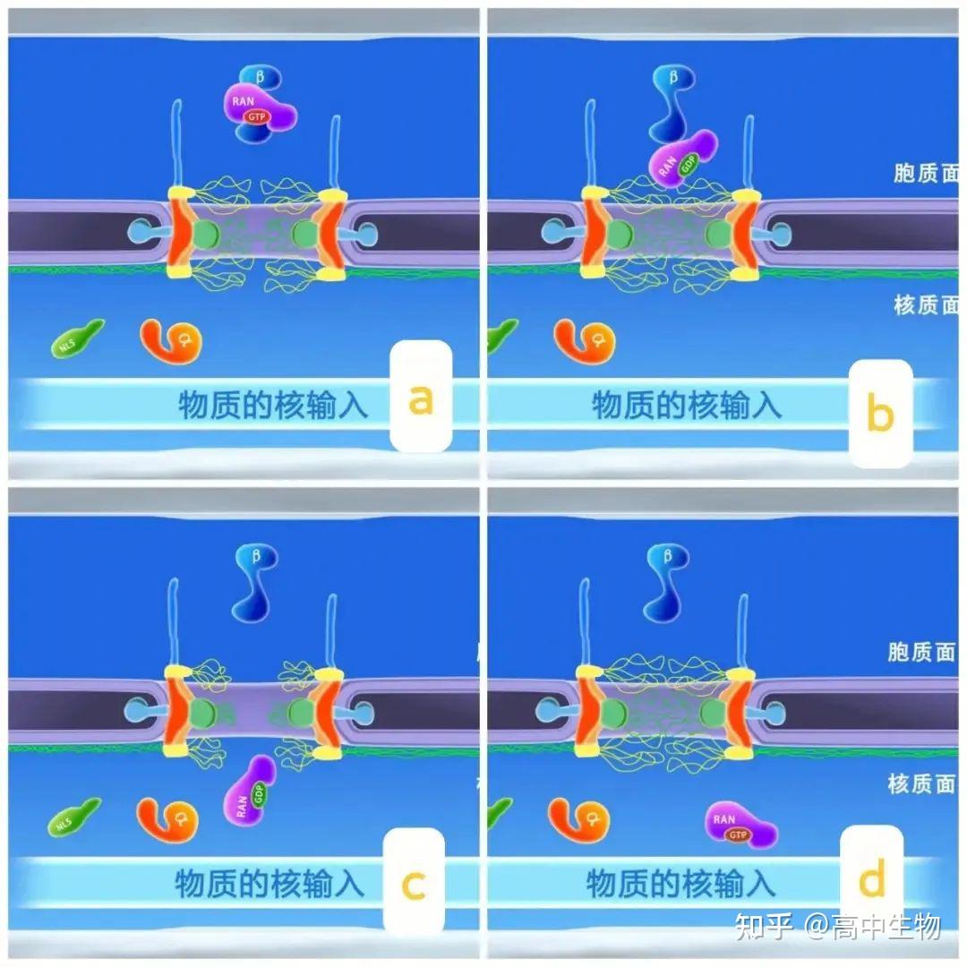 亲核蛋白进入核孔 - 知乎