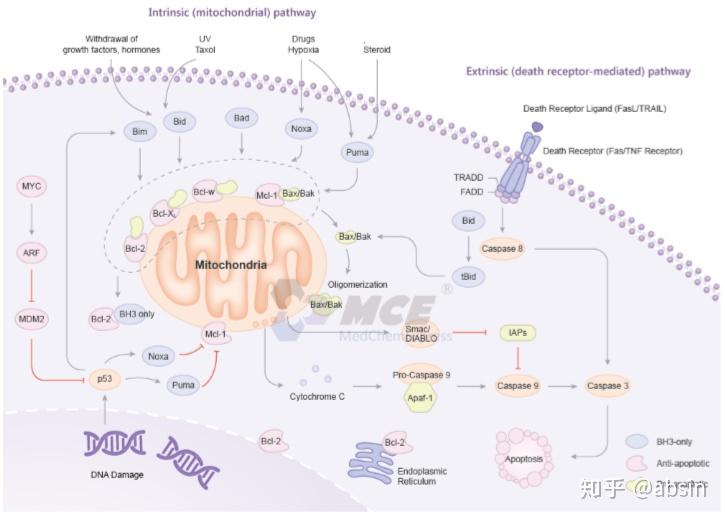 凋亡明星靶点——Bcl-2家族蛋白抑制剂 - 知乎