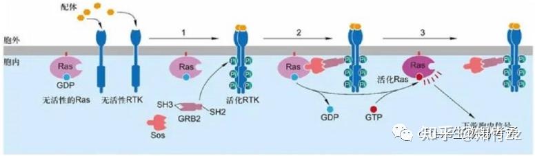 RTK受体酪氨酸激酶怎么介导磷脂酰酶途径? - 知乎