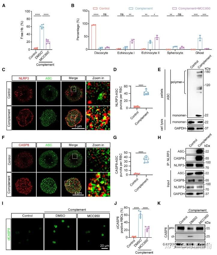 Cell(IF=45.5) HyCyte细胞助力科研—揭示NLRP3炎症小体介导溶血性细胞死亡新机制 - 知乎
