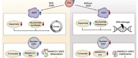 Nature Metabolism丨ASS1通过p53减少DNA损伤从而促进肿瘤的发生 - 知乎