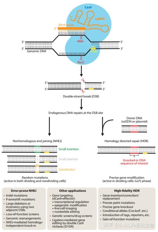 Meganucleases、TALEN、ZFN与CRISPR-Cas基因编辑技术概述 - 知乎