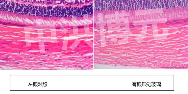 【讨论】-大鼠近视模型 - 知乎