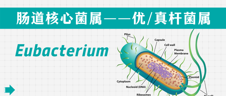 肠道核心菌属——优/真杆菌属（Eubacterium），你为什么要关心它？ - 知乎