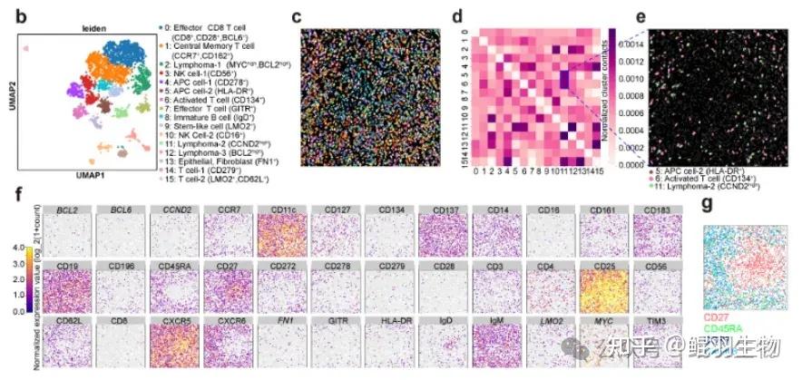 基于双端原位测序的亚细胞分辨率新型空间多组学技术-MiP-seq - 知乎