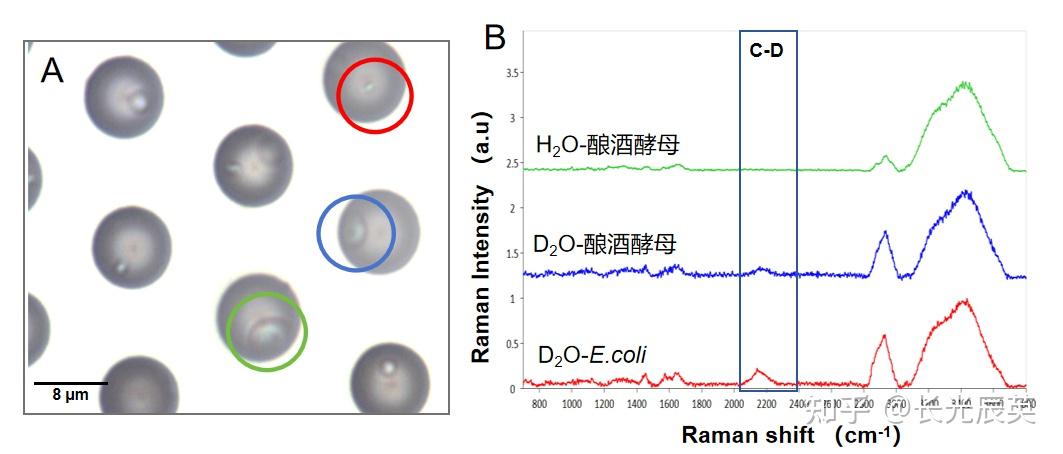 单细胞分选丨基于D2O-Raman-LIFT的活性微生物单细胞分选培养 - 知乎