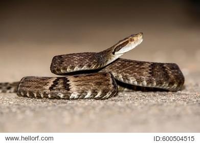 WOX 软件高效使用 - 知乎