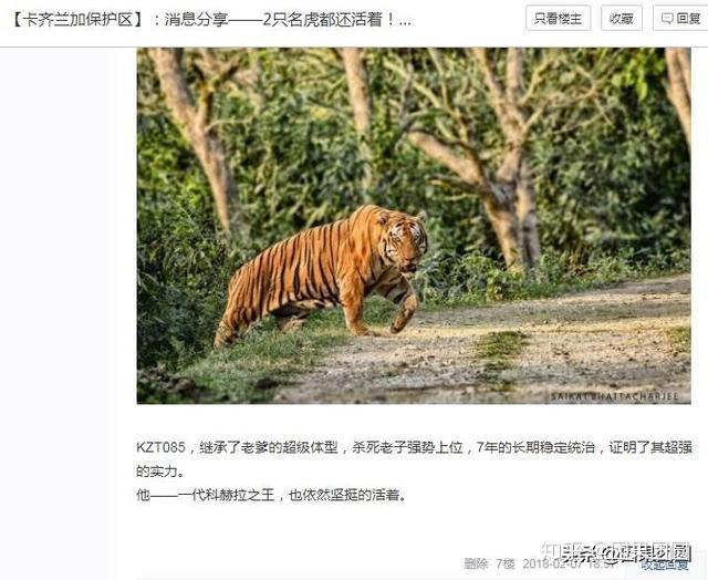 卡齐兰加系列5：传奇虎王KZT-085的故事！ - 知乎