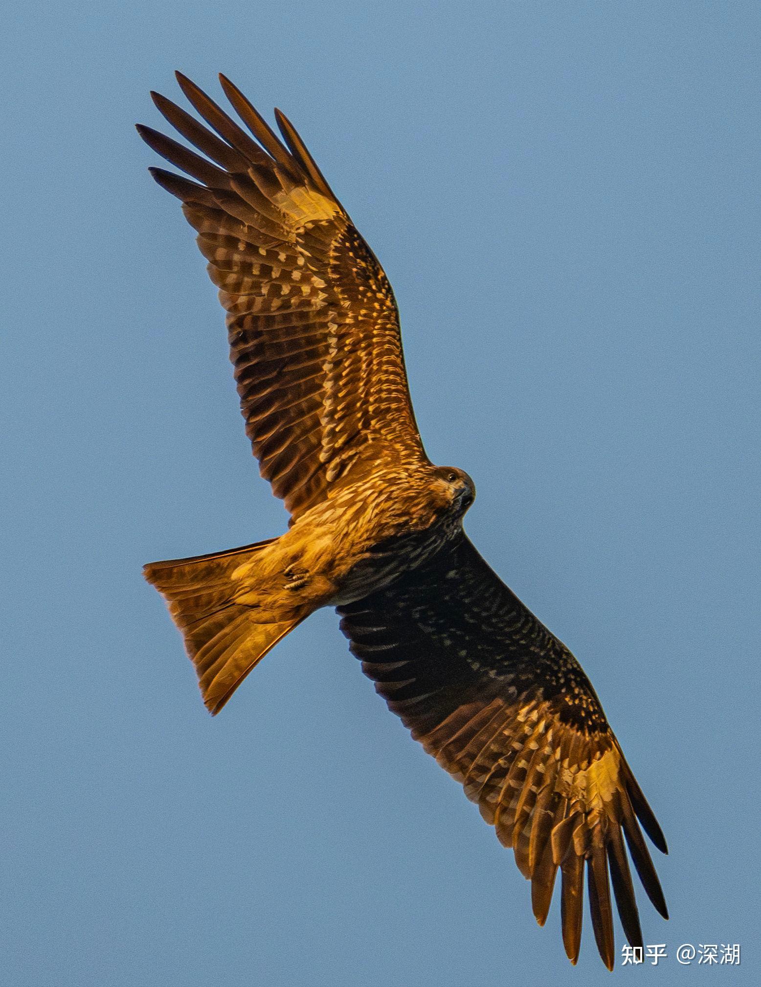 Nikon Z7ii, 70-200 和腾龙Z 150-500如何选择？ - 知乎