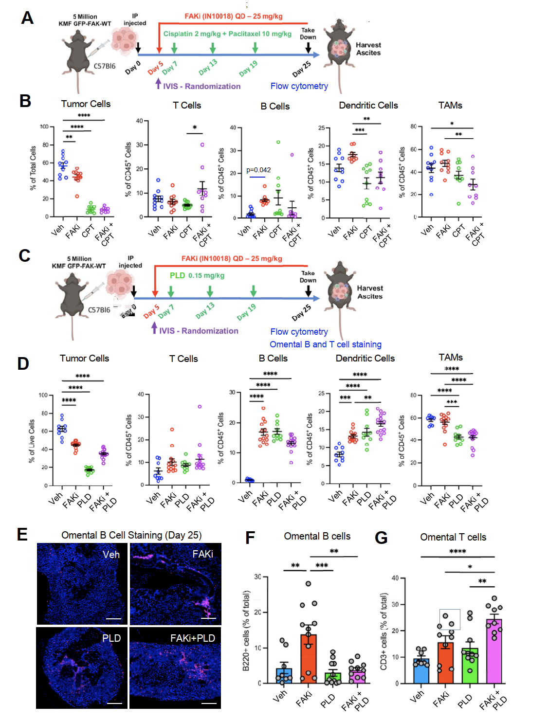 冷肿瘤加热：FAKi联合TIGITi在卵巢癌催生三级淋巴结构，肿瘤完全消退 - 知乎