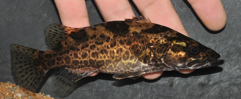 原生鱖(guì)鱼科普，这一次是真的香！ - 知乎