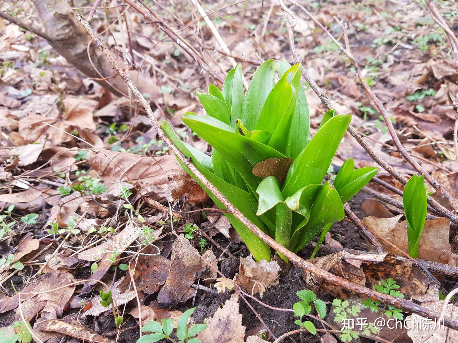 多肉植物全图鉴17：秋水仙科（Colchicaceae），秋水仙属（Colchicum） 原始种A-H - 知乎