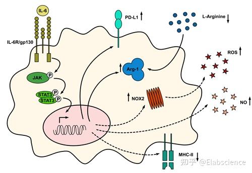 靶标解读丨多功能细胞因子 IL-6 - 知乎
