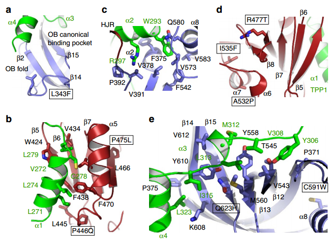端粒学说真的被证实了吗？ - 知乎