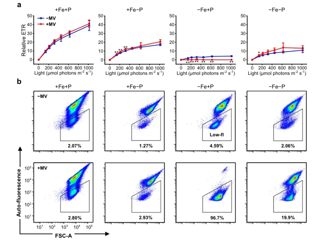 项目文章 | Nature Commun&蓝藻转录因子PhoB对磷/铁的营养元素限制的调控机制 - 知乎
