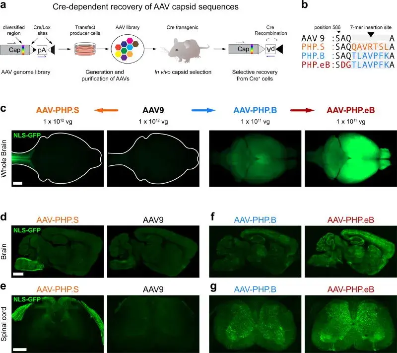 盘点神经研究中常用的AAV血清型 - 知乎