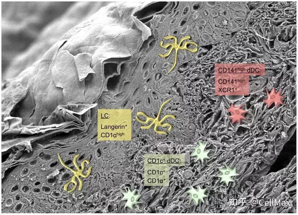 DC细胞特征及应用详解！ - 知乎