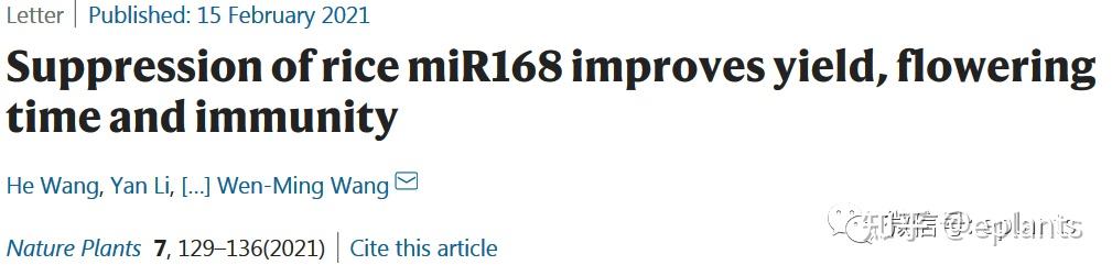 Nature Plants|四川农大王文明教授揭示抑制水稻miR168可同时提高产量、早熟和抗病性 - 知乎