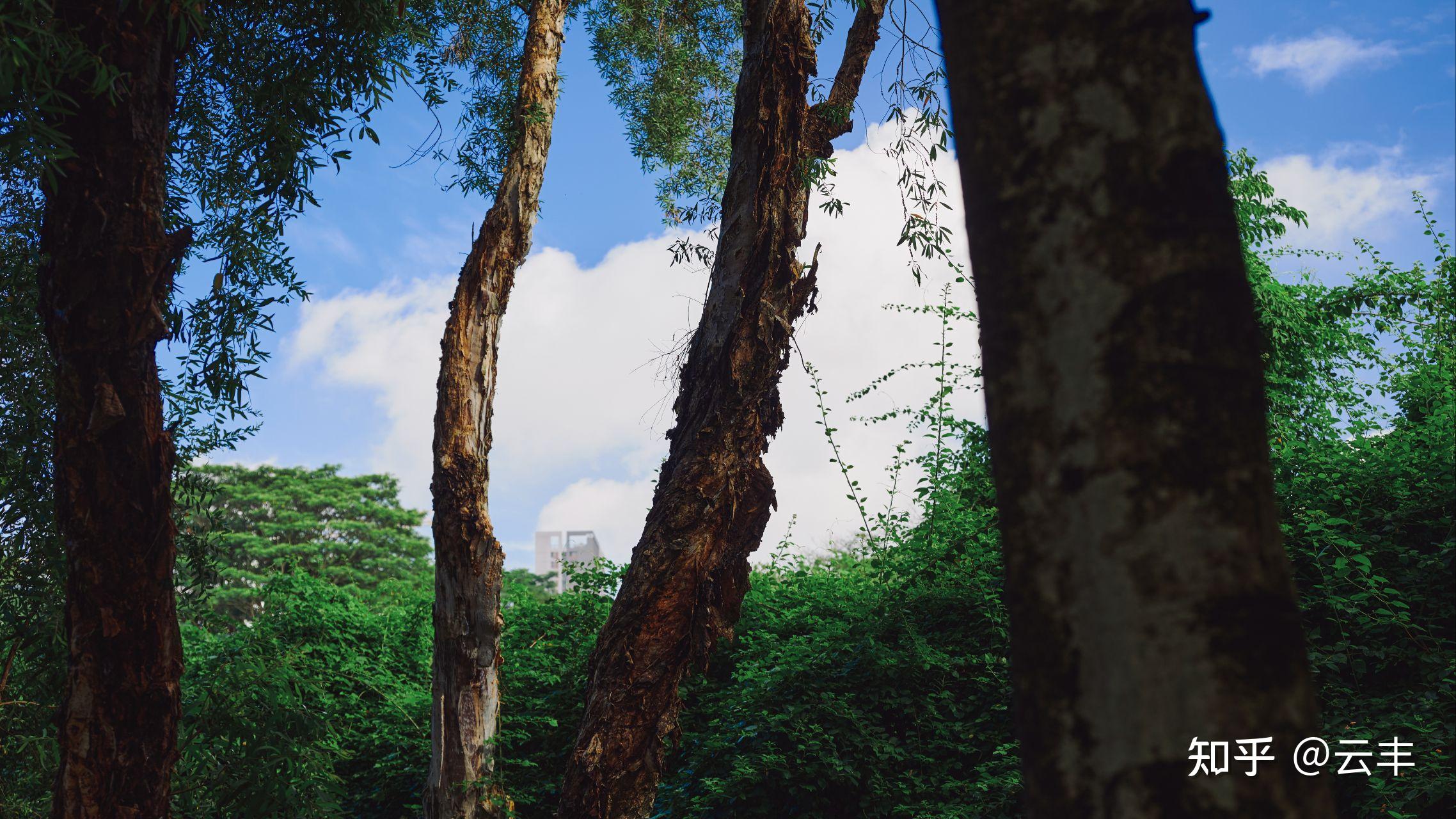 尼康z62和索尼a7m4两个怎么选择？ - 知乎