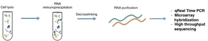 ChIP-Seq及RIP-seq - 知乎