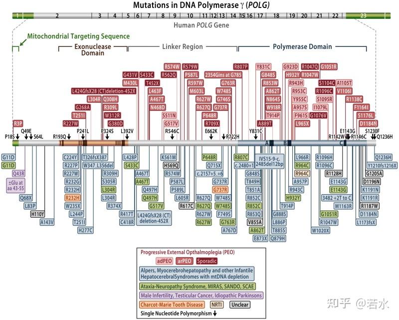 卢森堡王子因罕见 POLG 相关疾病去世，年仅 22 岁，POLG 是一种怎样的病？有哪些治疗方式？ - 知乎