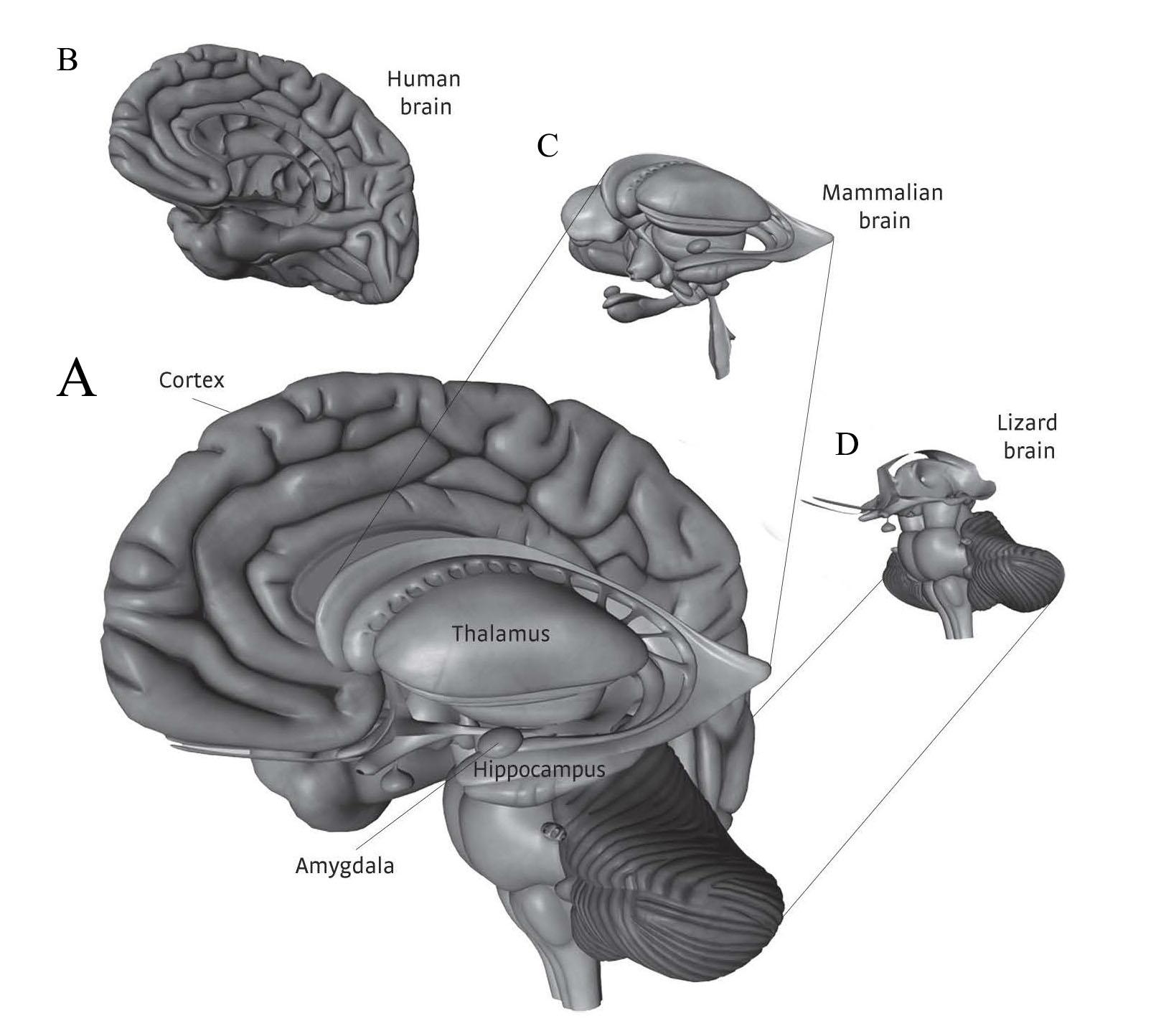 人类有三个大脑？ ——有趣的Triune Brain假说 - 知乎