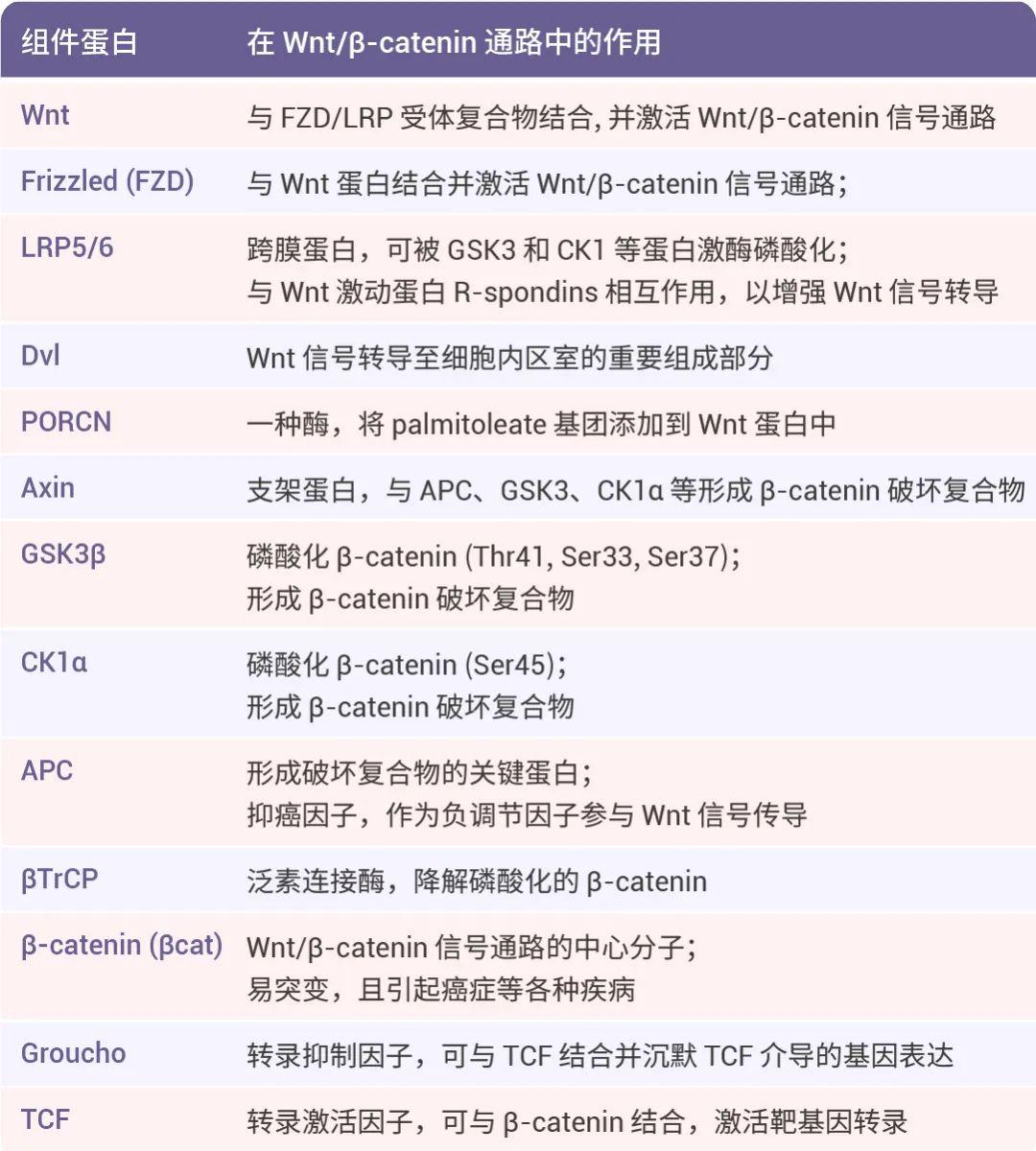 Wnt 通路与癌症研究？ - 知乎