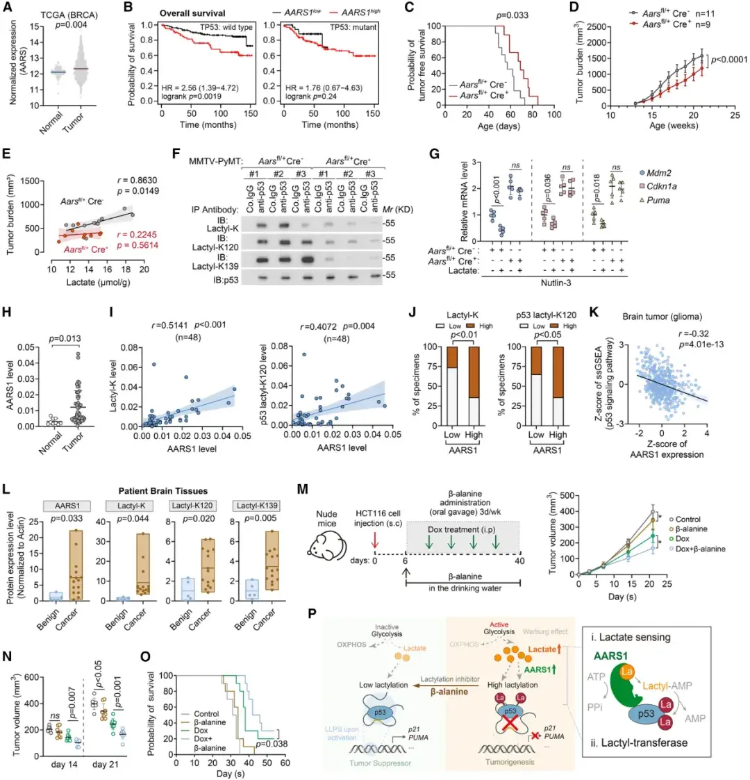 Cell | 苏州大学周芳芳：AARS1介导p53乳酸化促进肿瘤发生新机制 - 知乎
