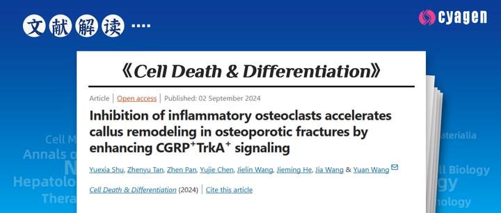 Cell Death & Differentiation：上海市同仁医院团队提出治疗骨质疏松性骨折的新策略 - 知乎